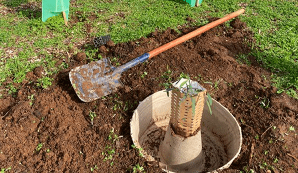 City of Salisbury Cocoon Plant Incubator trial - Urbans