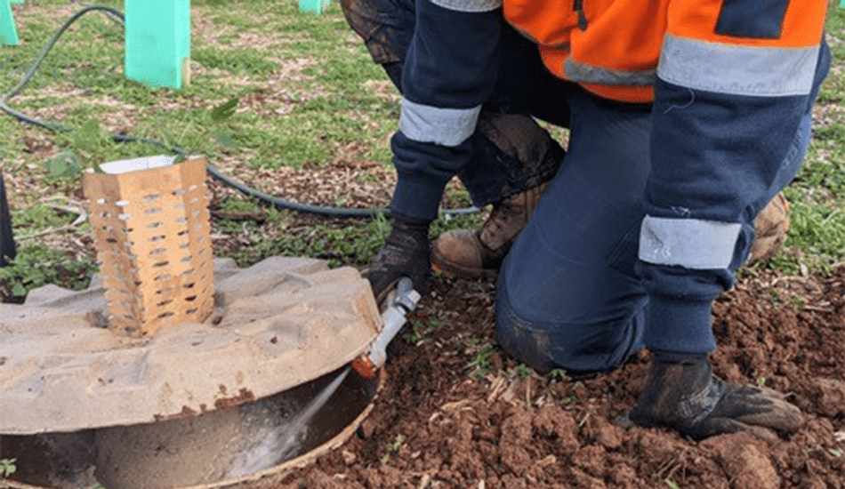 City of Salisbury Cocoon Plant Incubator trial - Urbans