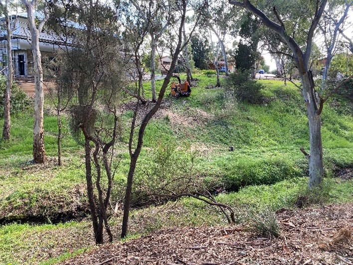 Significant pest plant removal - Urbans