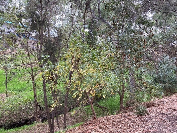 Significant pest plant removal - Urbans